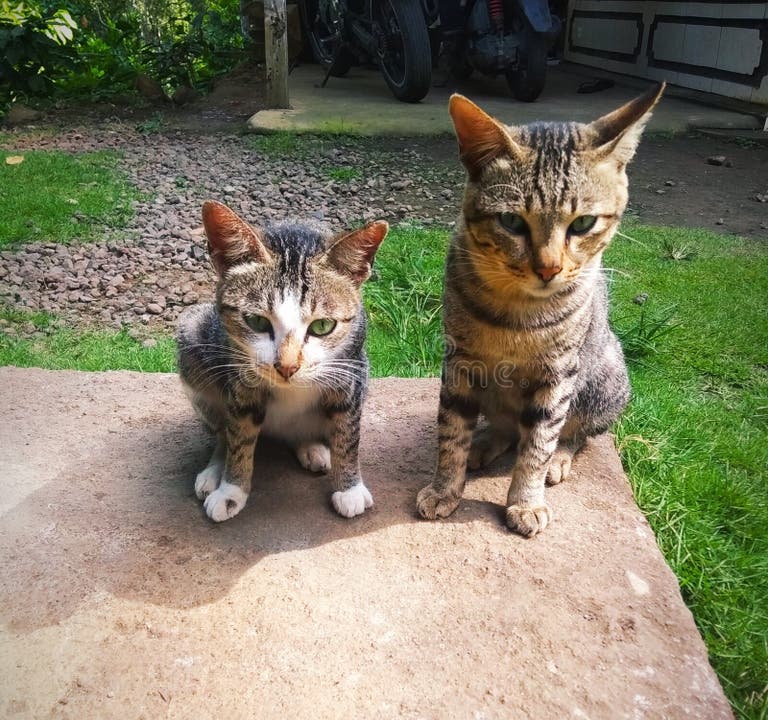 Cute and Adorable Cat Sunbathing Stock Photo - Image of sunbathing ...