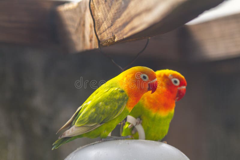 Cute, Adorable and Colourful Love Bird Parrots Stock Photo - Image of ...