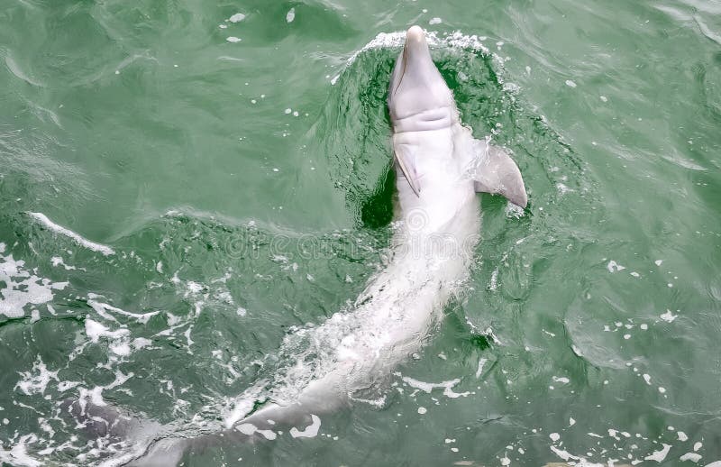Dolphin Swimming in His Back Stock Photo - Image of adorable, animal ...