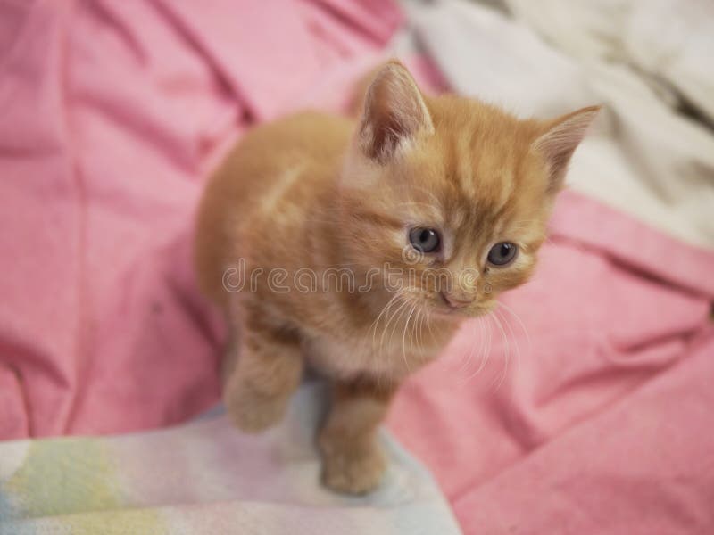 Cute Adorable Ginger Baby Kitten Portrait Medium Shot Stock Photo ...