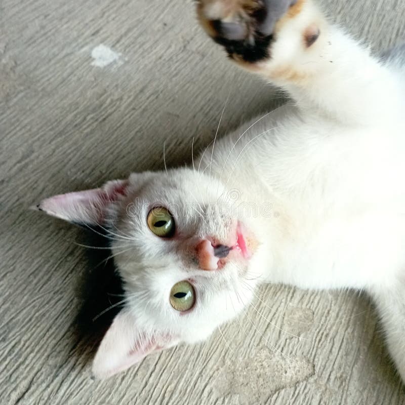 Cute adorable house cat stock photo. Image of cute, adorable - 243031398