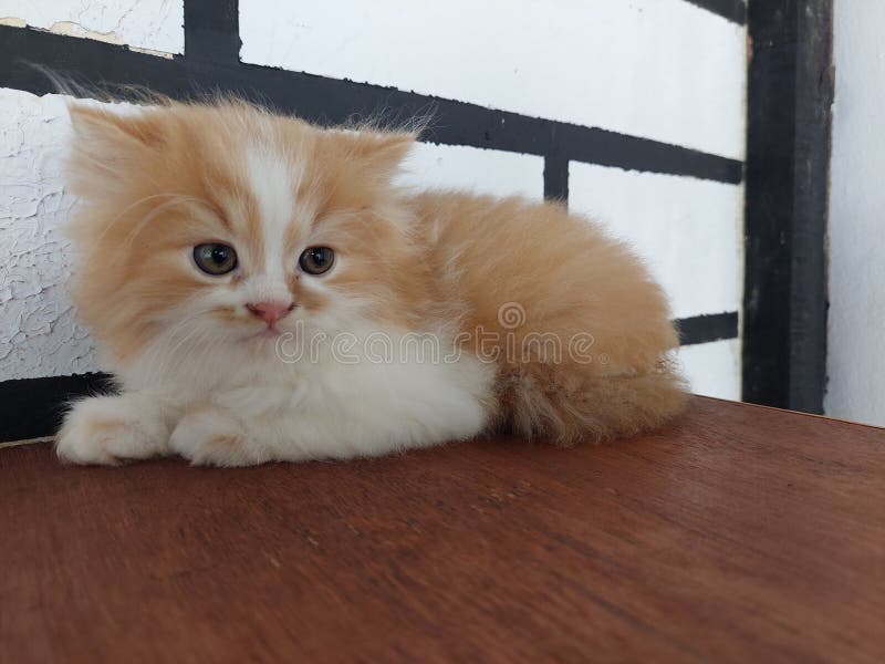 Cute and Adorable Kitten Crosses Persian and Himalayan. Stock Photo ...