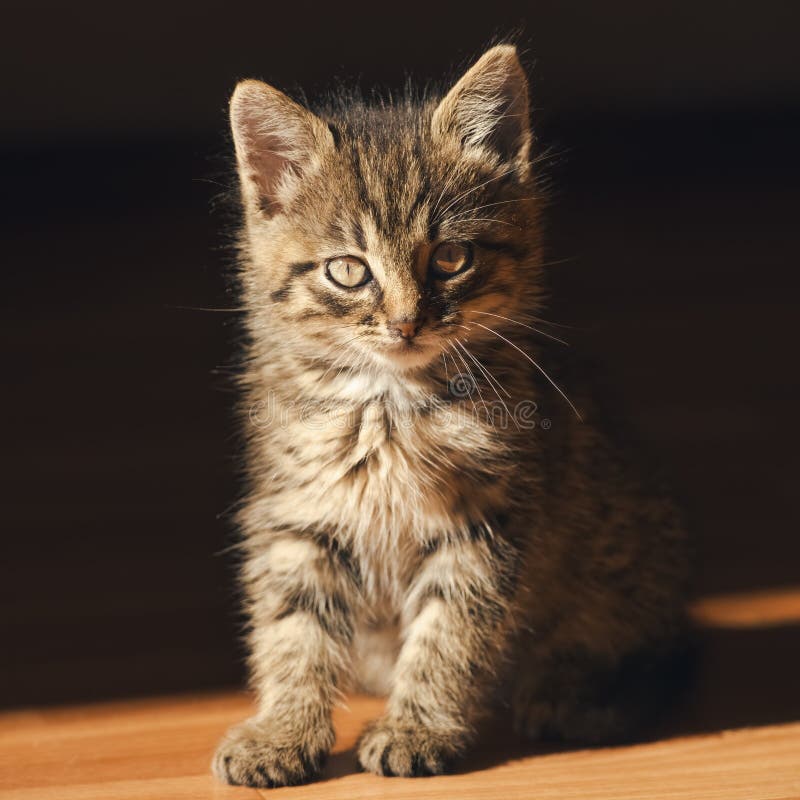 A Cute Adorable Kitten in the Sunlight Sits on the Floor. Looking at ...