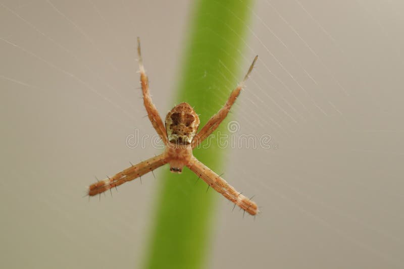 A cute little spider stock image. Image of dragonfly - 396456939
