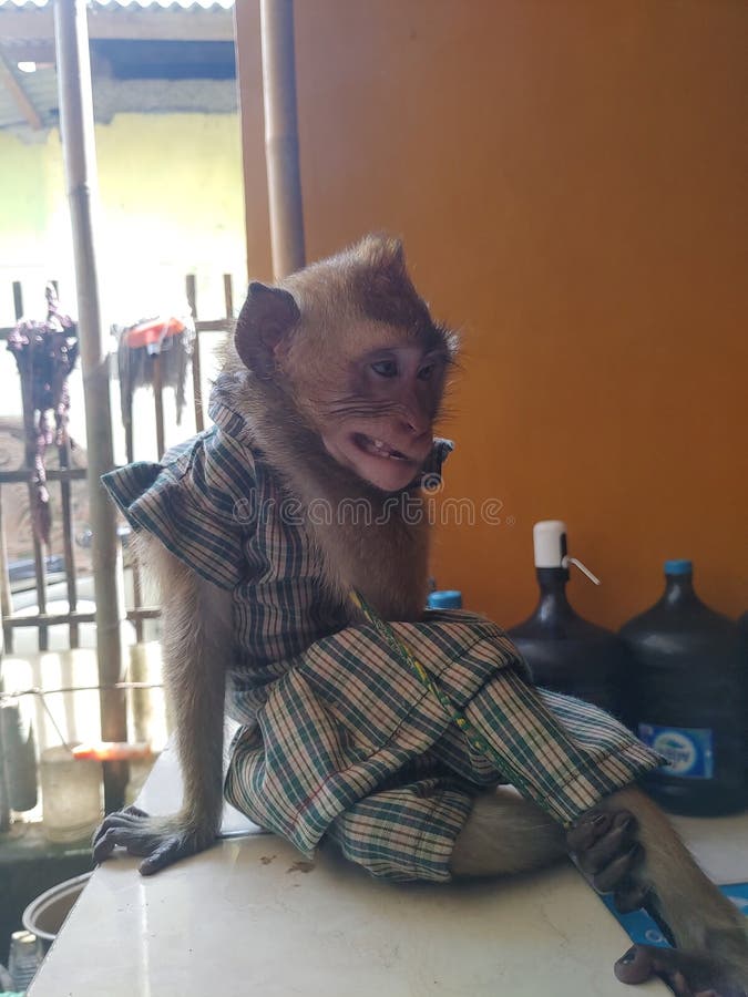 A Cute and Adorable Monkey Wears a Dress Stock Image - Image of monkey ...