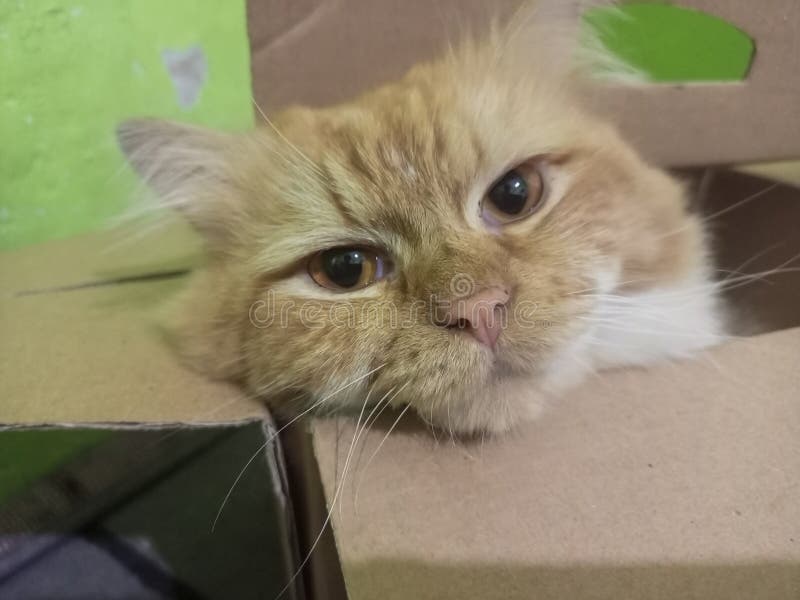 Cute and Adorable Pose of an Orange Cat Playing in a Cardboard Box ...