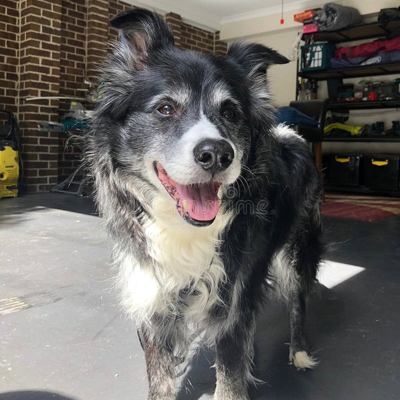 Cute Adorable Puppy Dog for Adoption Stock Image - Image of canine ...