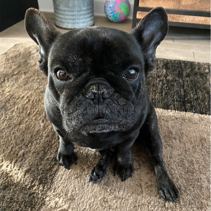 Cute Adorable Puppy Dog for Adoption Stock Image - Image of funny ...