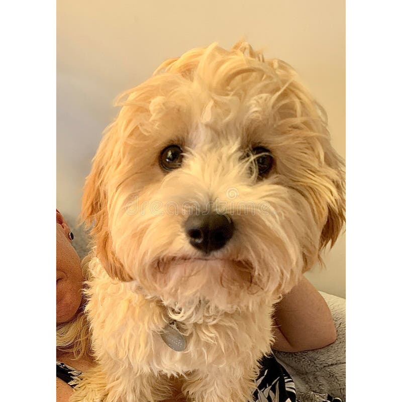 Cute Adorable Puppy Dog for Adoption Stock Image - Image of home ...