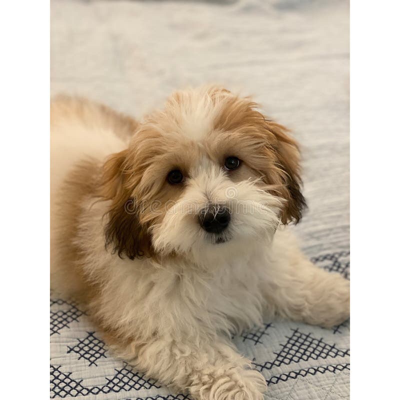 Cute Adorable Puppy Dog for Adoption Stock Photo - Image of home ...