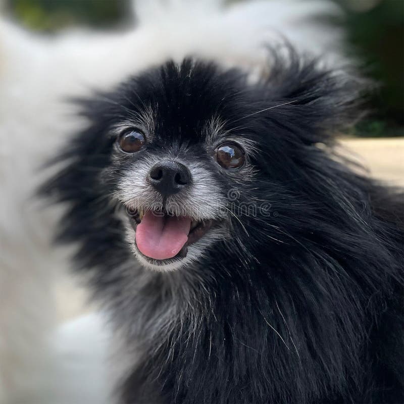 Cute Adorable Puppy Dog for Adoption Stock Photo - Image of purebred ...