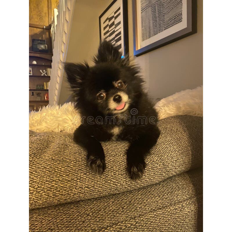 Cute Adorable Puppy Dog for Adoption Stock Photo - Image of person ...