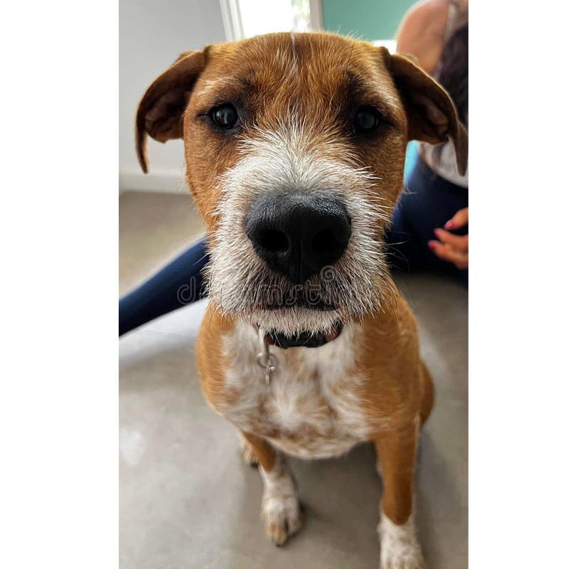 Cute Adorable Puppy Dog for Adoption Stock Image - Image of studio ...