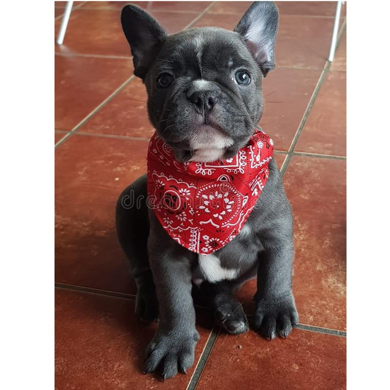 Cute Adorable Puppy Dog for Adoption Stock Photo - Image of home ...