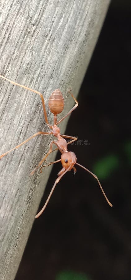Cute and adorable red ants stock image. Image of leaf - 317342757