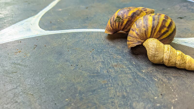 Cute and Adorable Snail Shell Stock Photo - Image of ocean, adaptation ...