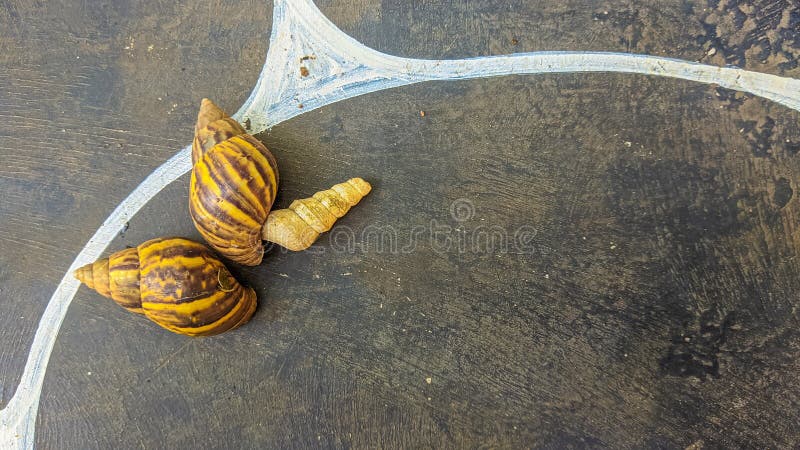 Cute and Adorable Snail Shell Stock Image - Image of mucus, adaptation ...