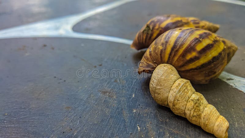 Cute and Adorable Snail Shell Stock Image - Image of delicate, living ...
