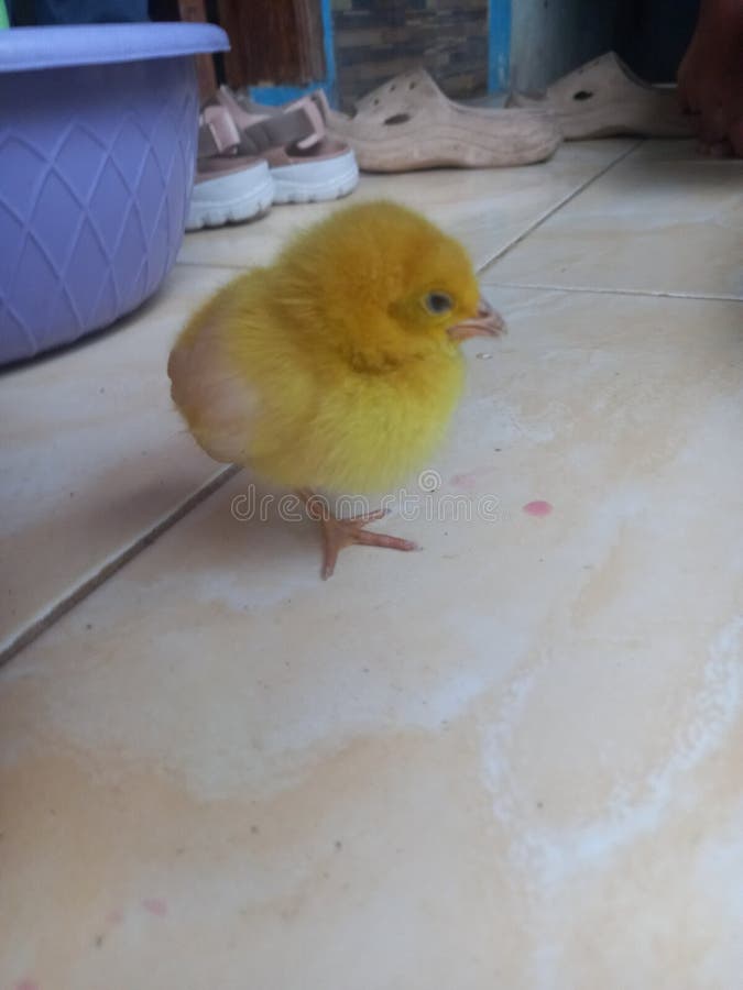 Cute and Adorable Yellow Chicks Stock Image - Image of bird, finch ...