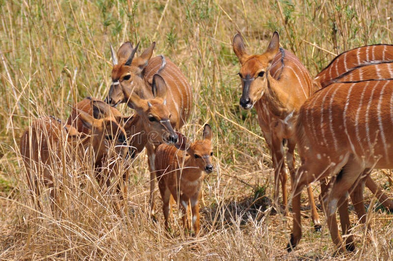 Cute African Antelope stock image. Image of african, animal - 20379999