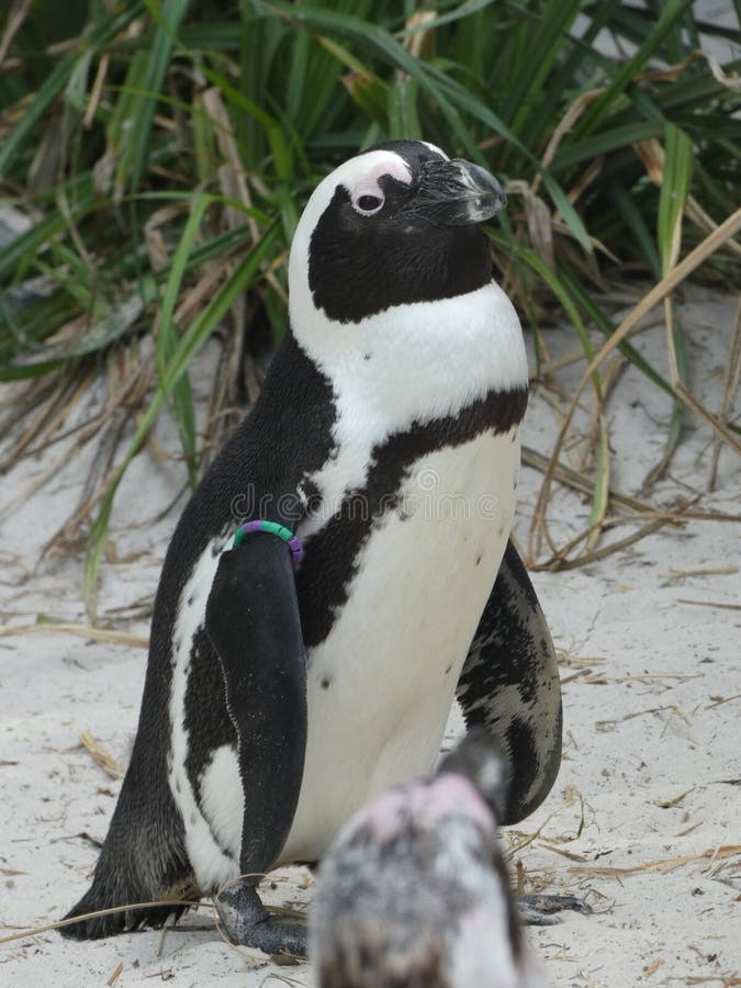 Side View of African Penguin Stock Photo - Image of full, grassy: 296073746