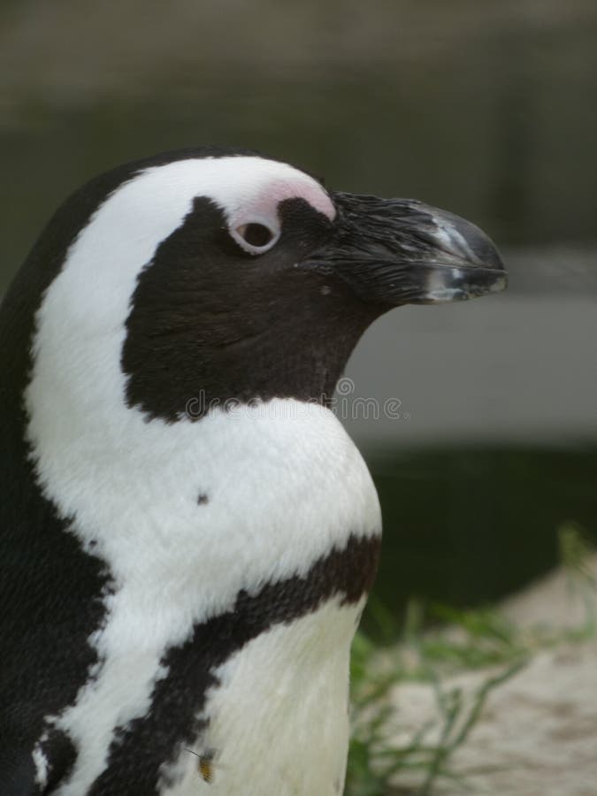 Side View Close-up of African Penguin Stock Photo - Image of african ...