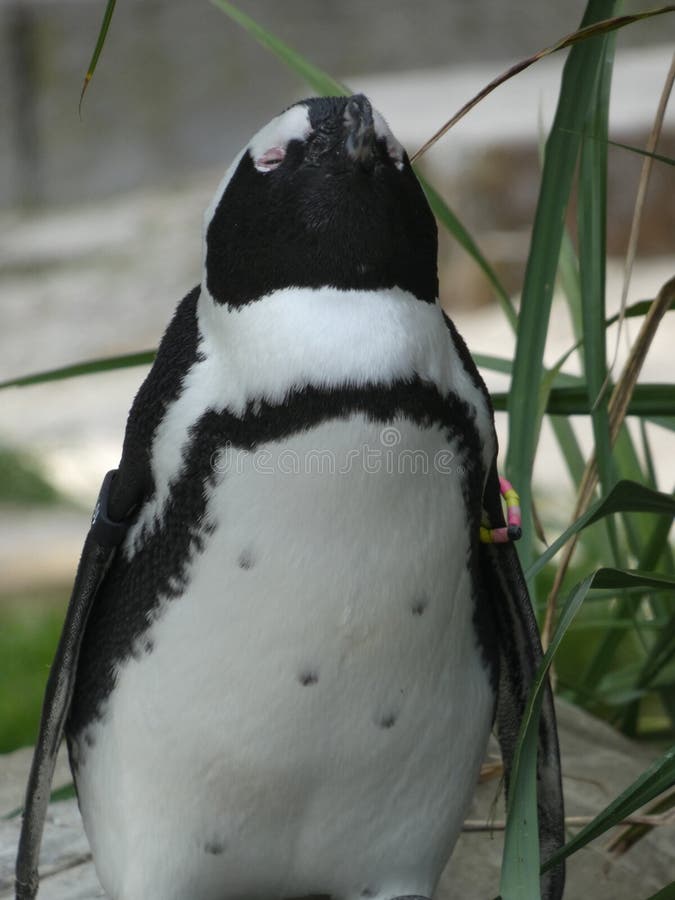 Front View of an African Penguin Stock Photo - Image of cute, grassy ...