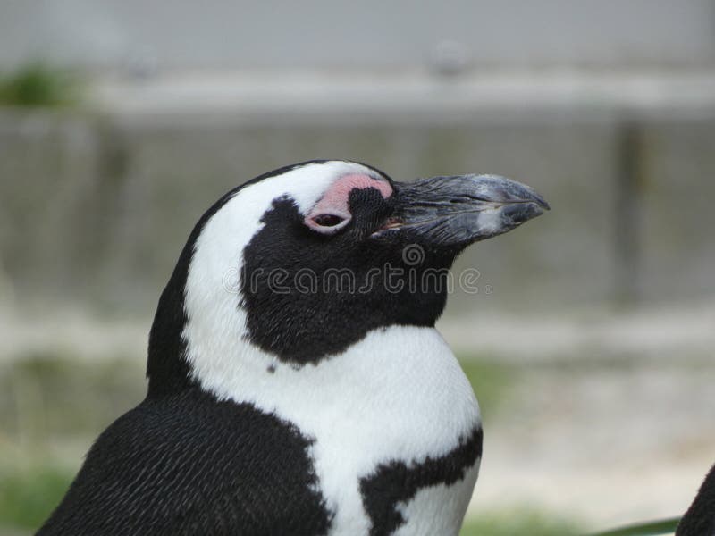 Side View of an African Penguin Stock Photo - Image of bird, white ...