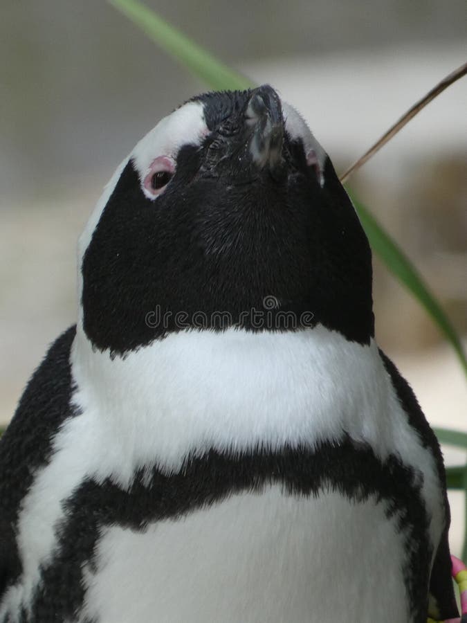 Front View Close-up of an African Penguin Stock Photo - Image of ...
