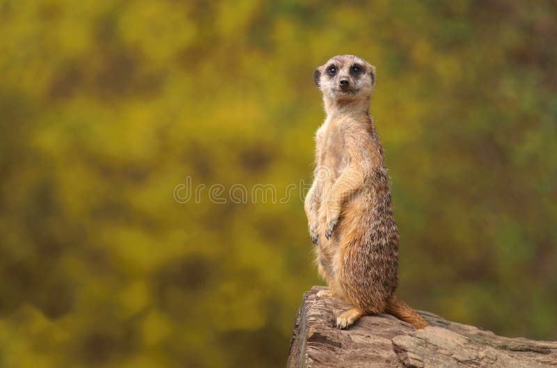 Adorable suricate in a zoo stock image. Image of cute - 200541317