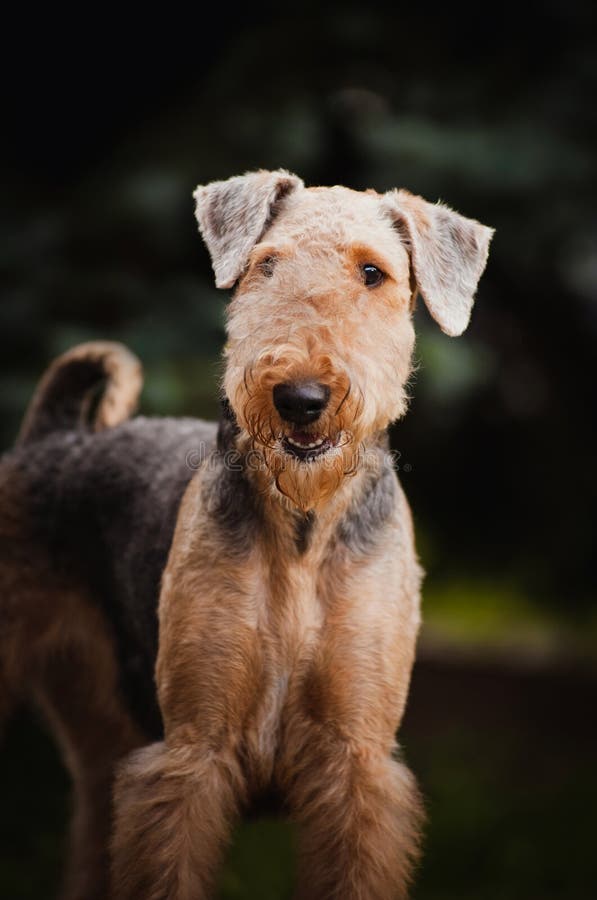 Cute Airedale Terrier Portrait Stock Image - Image of cheerful, cute ...