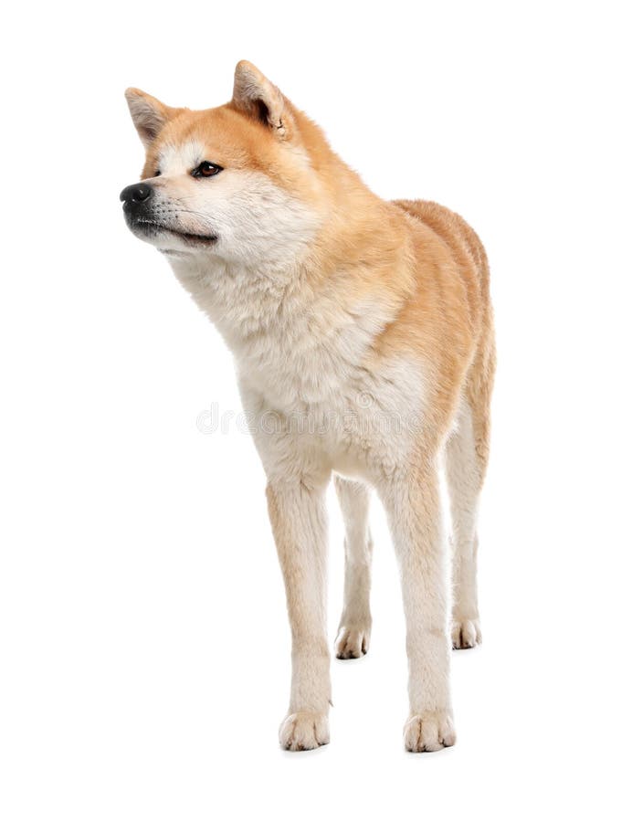 Cute Akita Inu Dog Isolated Stock Image - Image of japanese, furry ...