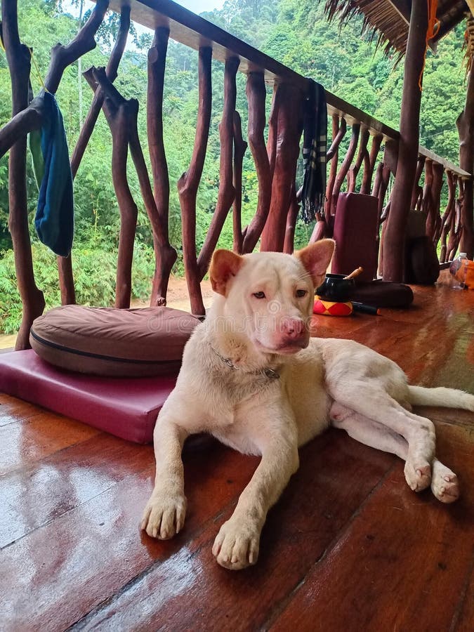 Cute albino dog stock image. Image of albino, beauty - 274672583