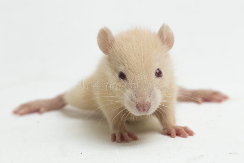 Cute Albino Rat Isolated on a White Background Stock Photo - Image of ...