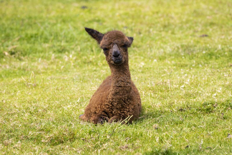 Cute Alpaca Baby Sitting on the Grass Stock Image - Image of peru ...
