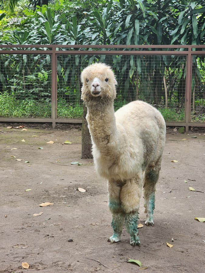Cute Alpaca Living Its Life in a Zoo Stock Image - Image of cute ...