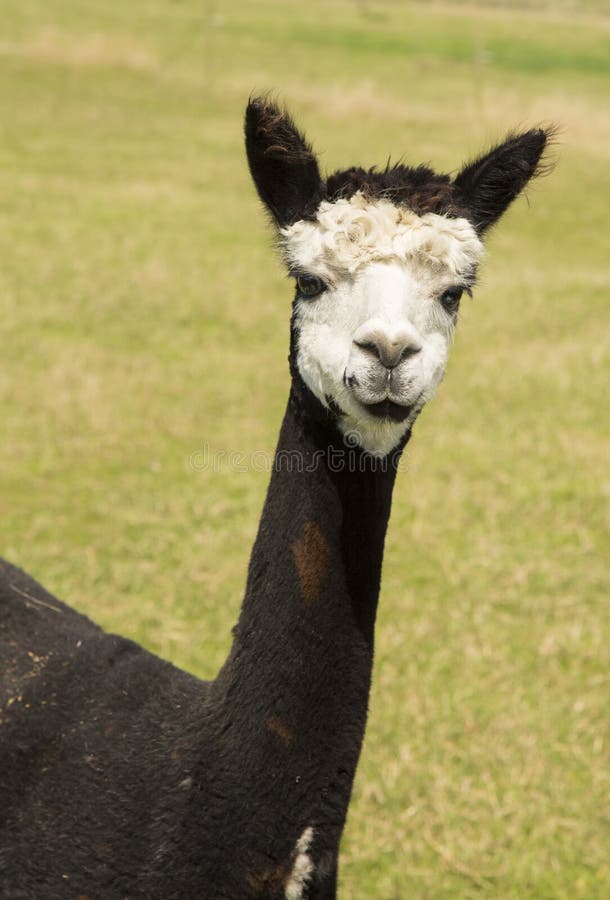 Alpaca Portrait stock photo. Image of farming, alpaca - 1482548