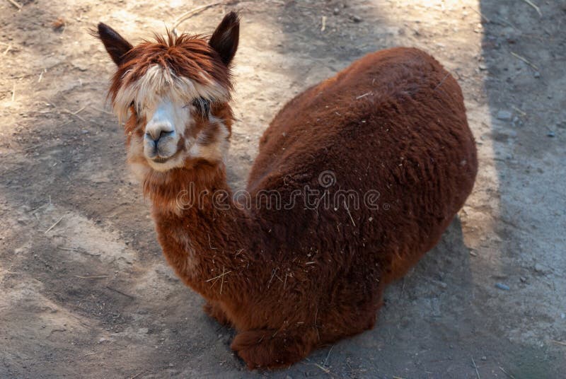 Vicugna Animal Portrait. Color Photo. the Animal Walks on Green Grass ...