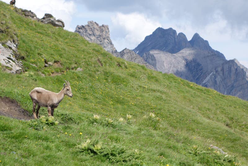 Cute Alpine Ibex in the Mountains during the Daytime Stock Image ...