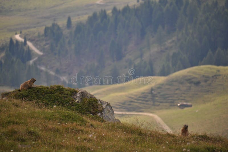 Cute Alpine Marmots Resting on the Grass of the Alps with a Pathway on ...