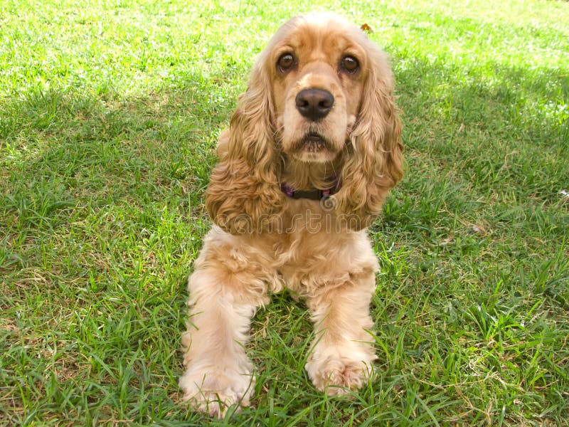 Cute American Cocker Spaniel Puppy Stock Image - Image of outdoor ...
