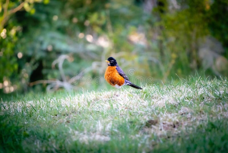 Cute American Red Robin Sitting in Grass Stock Image - Image of ...