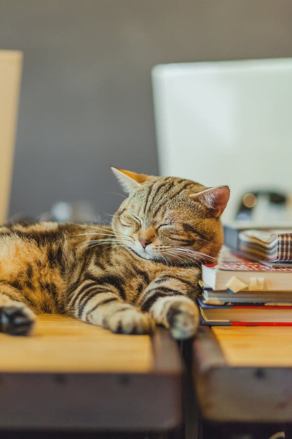 Cute American Shorthair Cat Stock Photo - Image of carnivore, ears ...