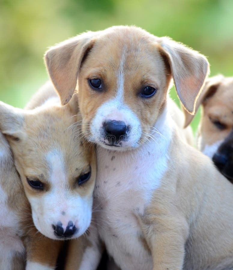 Cute amstaff puppies stock photo. Image of terrier, group - 58061792