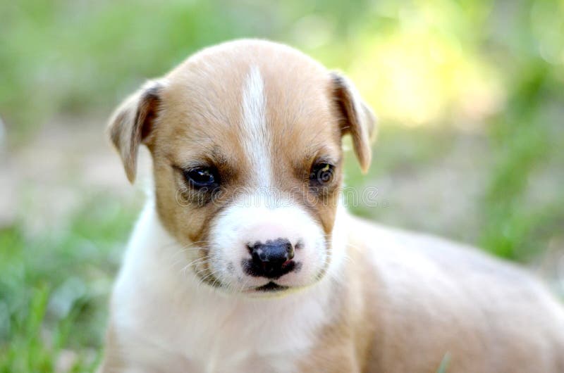 Cute amstaff puppy stock photo. Image of hazel, courageous - 57403294