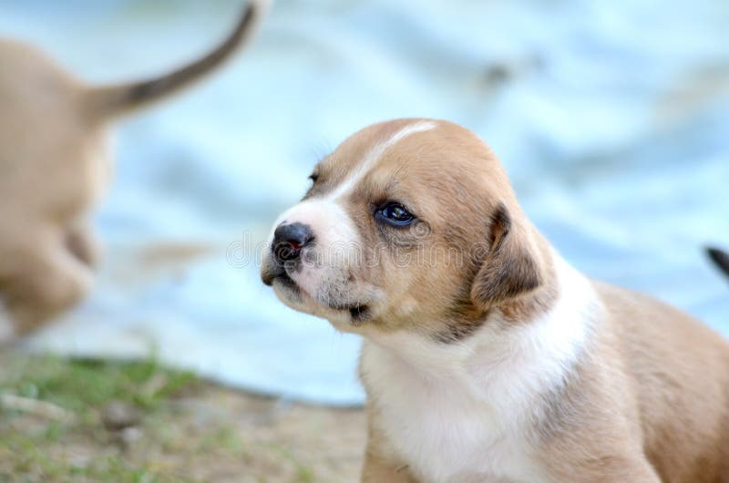 Cute amstaff puppy stock photo. Image of whelp, animals - 57403488