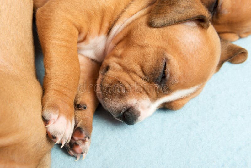 4,376 Amstaff Puppy Stock Photos - Free & Royalty-Free Stock Photos ...