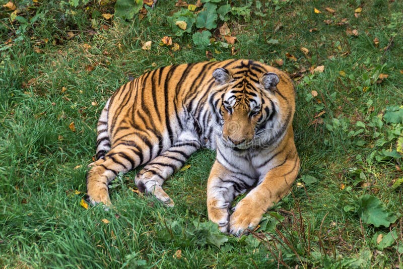 Amur Tiger in a Forest of Canada Stock Image - Image of face, water ...