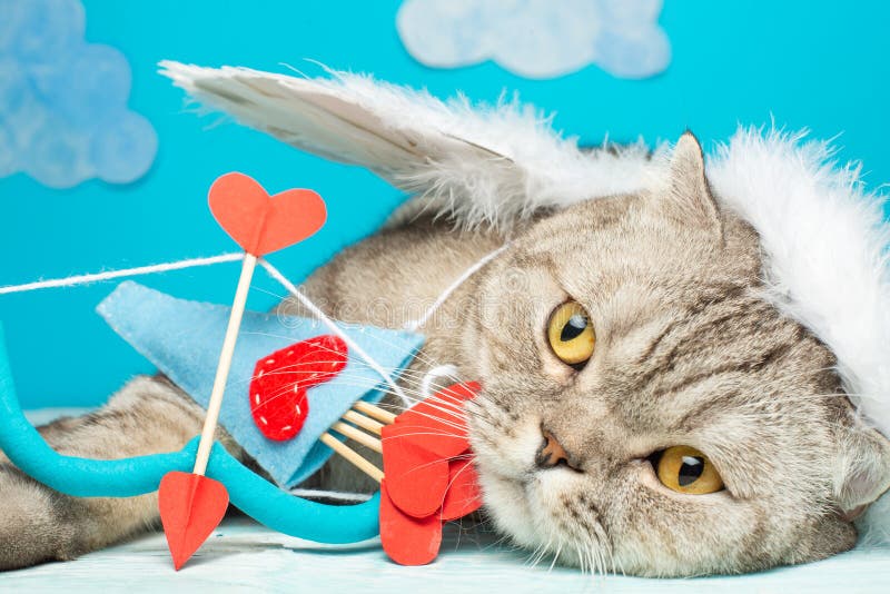 Cute Angel Cat, Cupid with Bow and Arrow Stock Photo - Image of ...