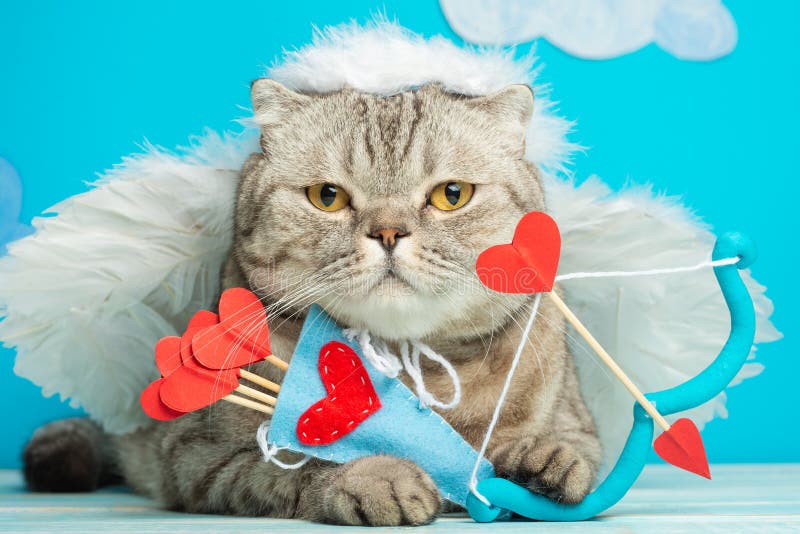 Cute Angel Cat, Cupid with Bow and Arrow Stock Image - Image of feline ...